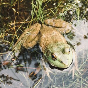 Of Frogs and Ferns: creating conditions for natural learning Neufeld ...