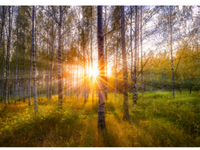 Vitamin D - Proactive Wellness Coaching