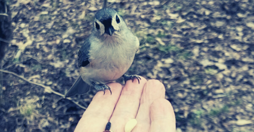 What "Bird-Noticing" Can Teach Us About Mindfulness - Mindful Leader