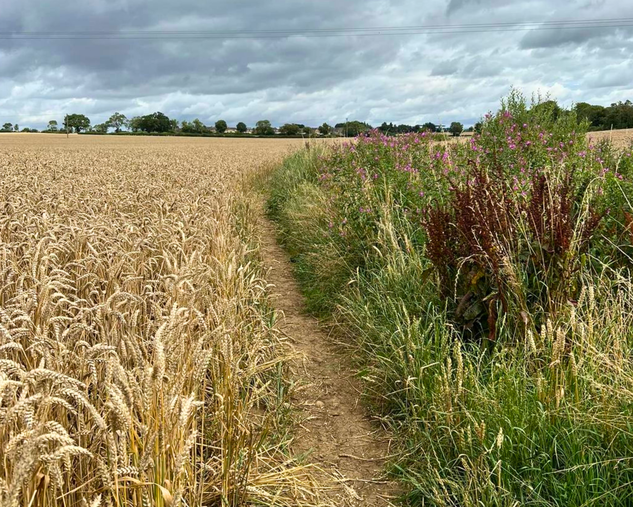 Footpaths and barefoot walking | Day 211 of my 2023 Journal ...