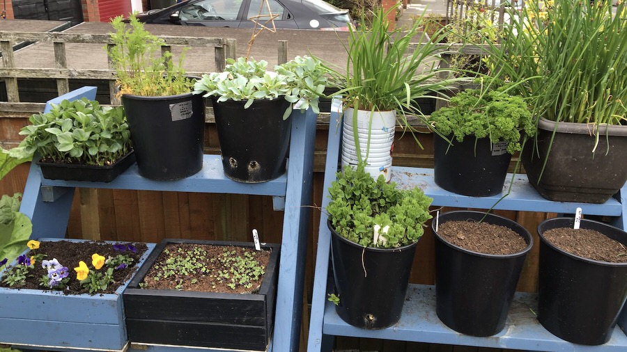 Harvesting the bounty - Vertical Veg by Mark Ridsdill Smith